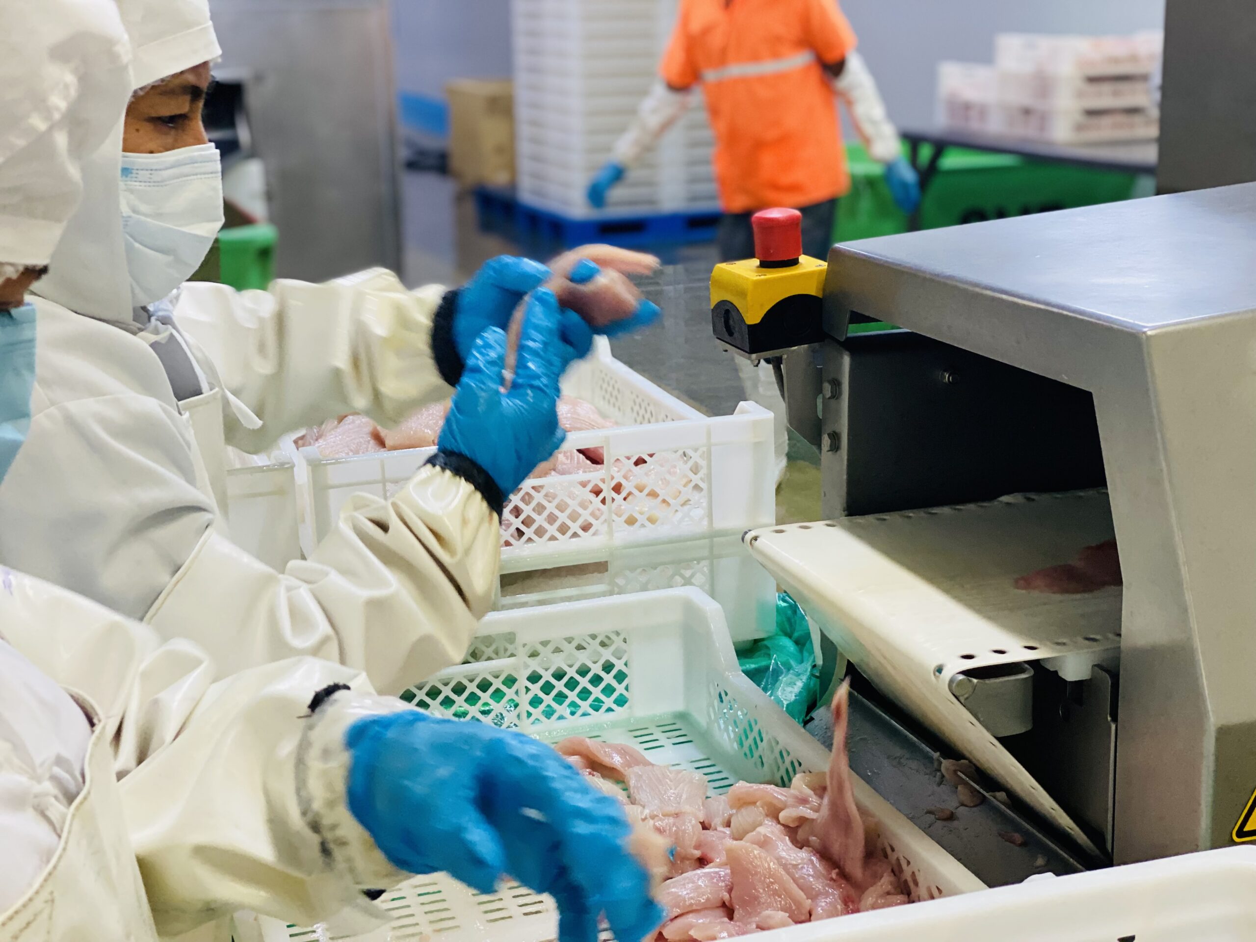 Squid meal & fish meal - Spring Valley Seafood